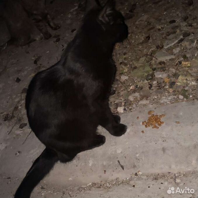 Черный кот 1 год
