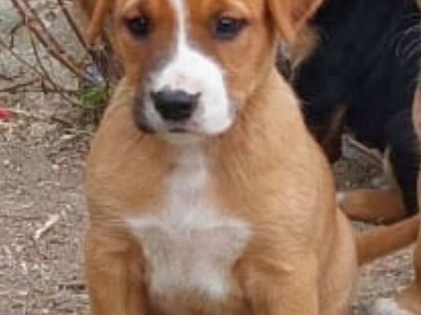 Щенки в добрые руки