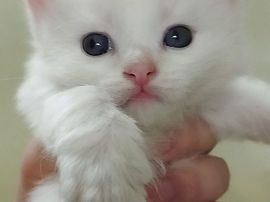 Невский маскарадный мальчик red point