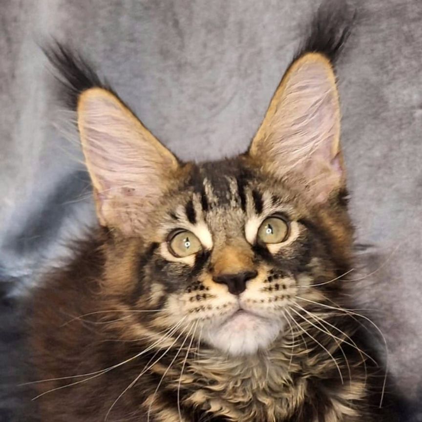 Предлагаются у продаже котята мейн-кун