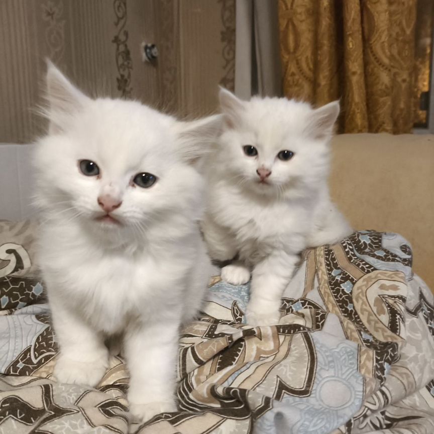 Котята ван