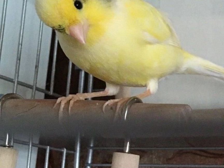 Канарейка девочка в добрые руки