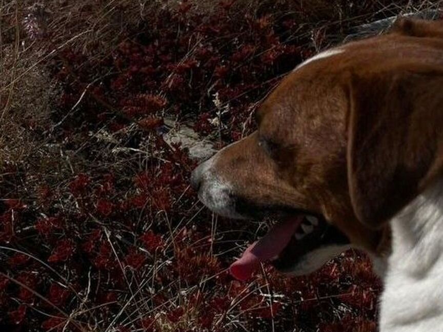 Вязка джек рассел терьер