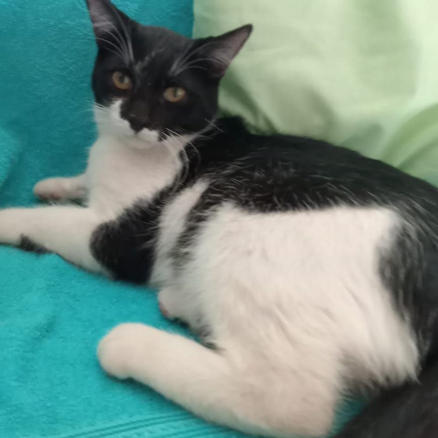 Котенок котик