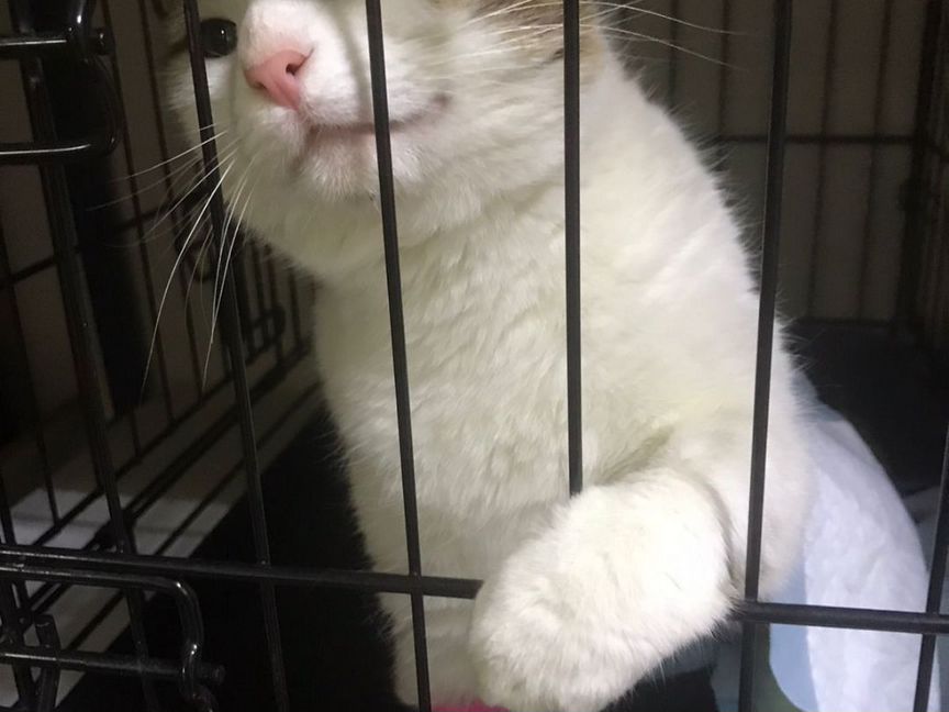 Кошка