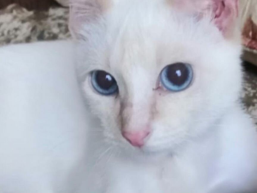 Котенок девочка Снежка 5,5 мес ищет дом