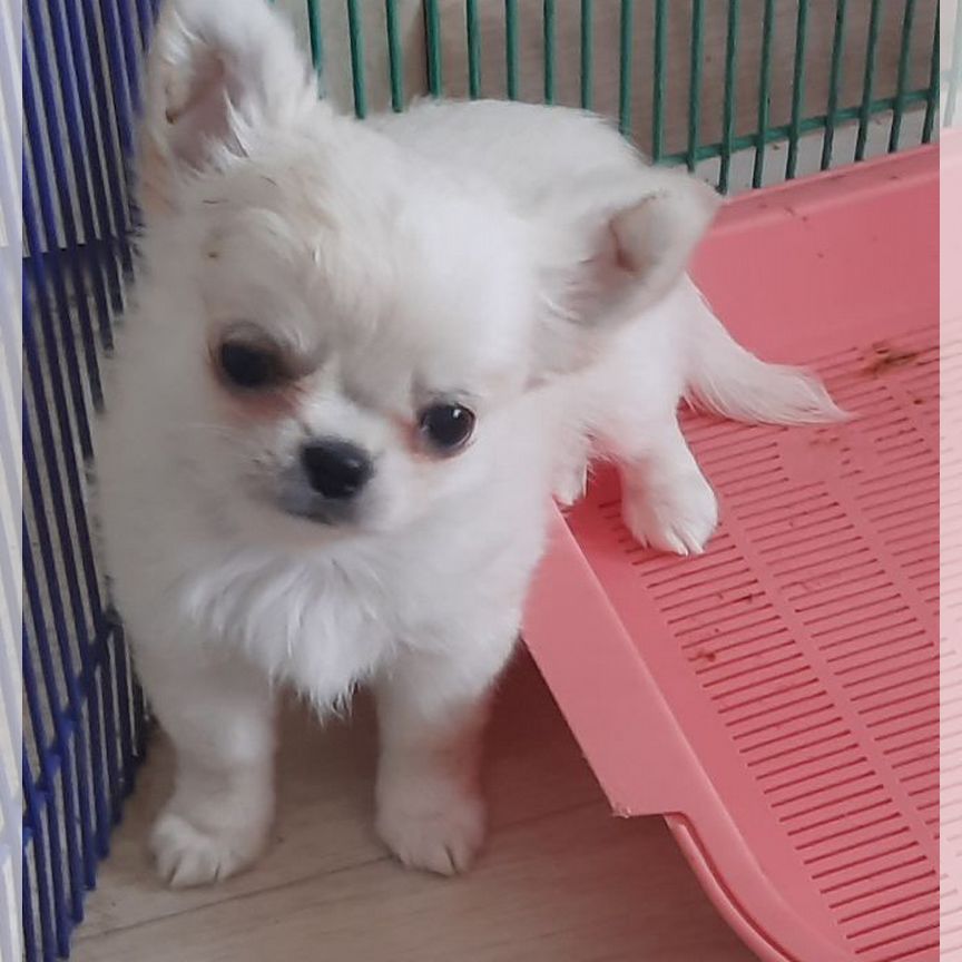 Чихуахуа, щенок