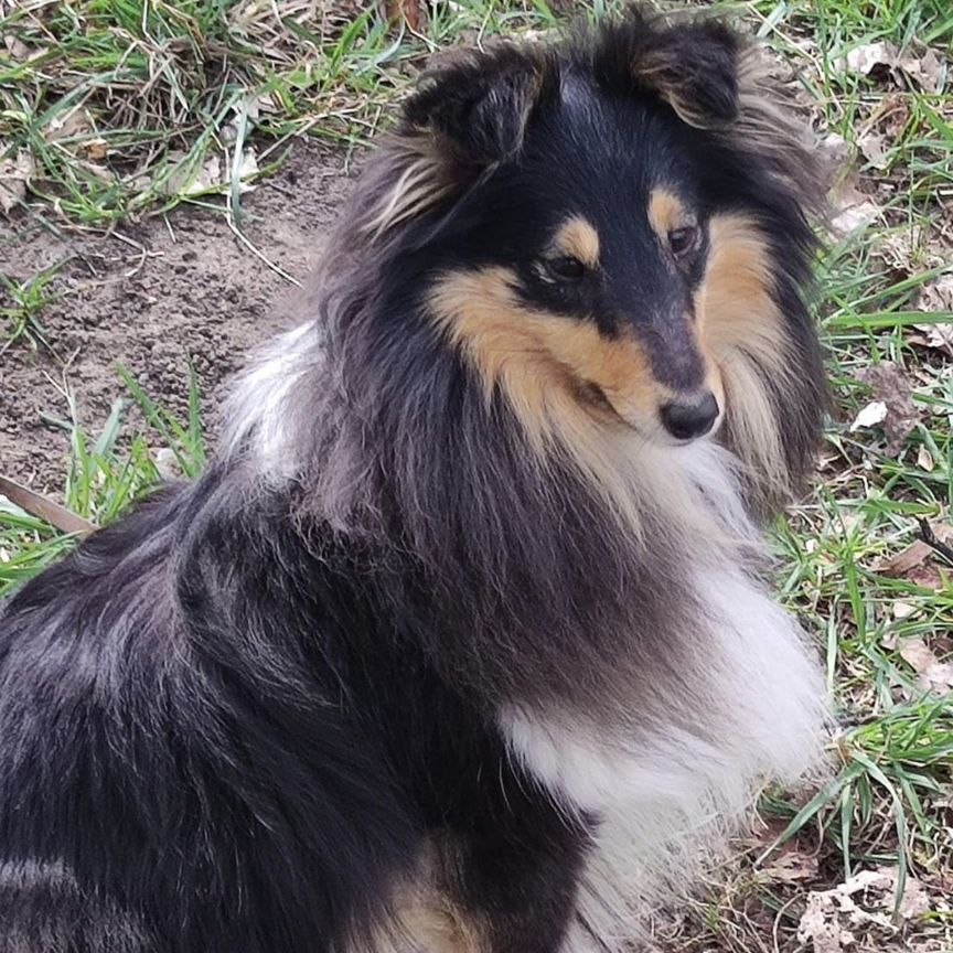 Шелти, взрослая собака