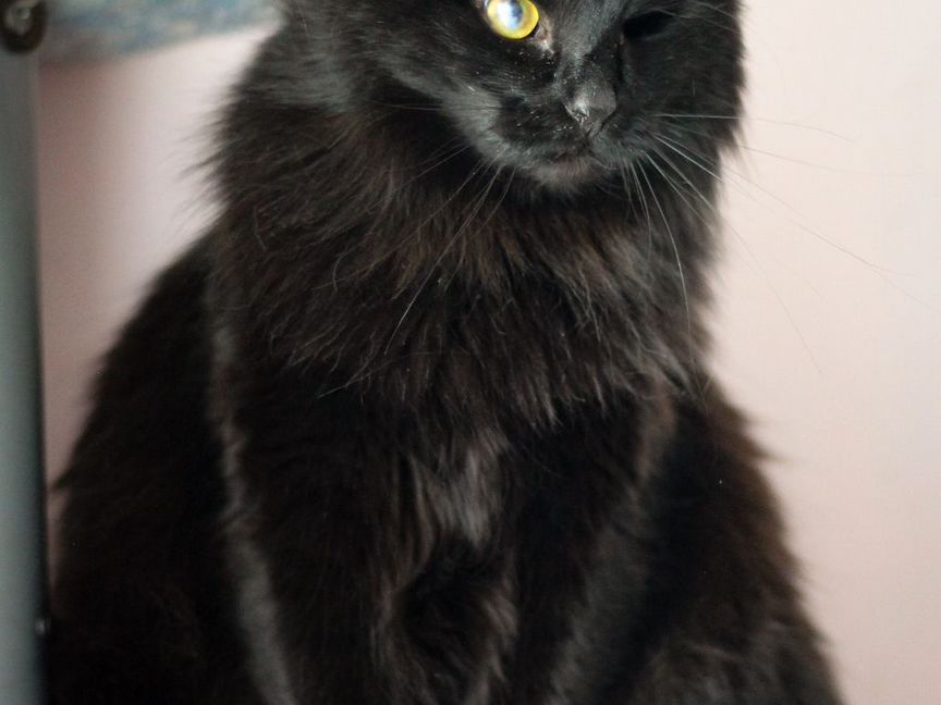 Кошки в добрые руки