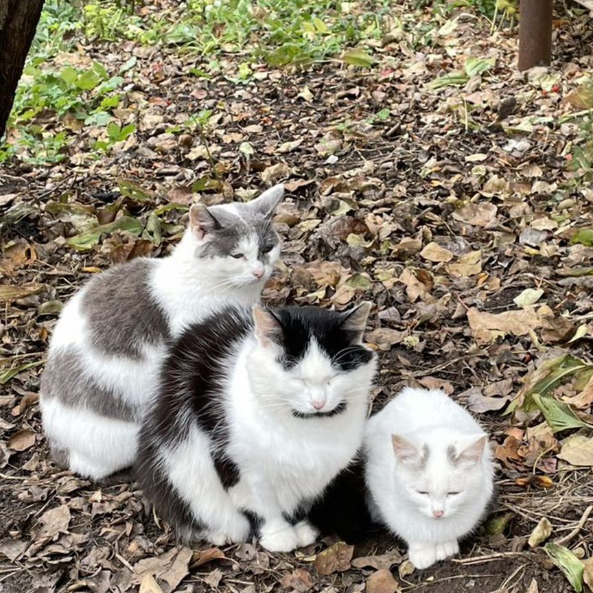 Котенок