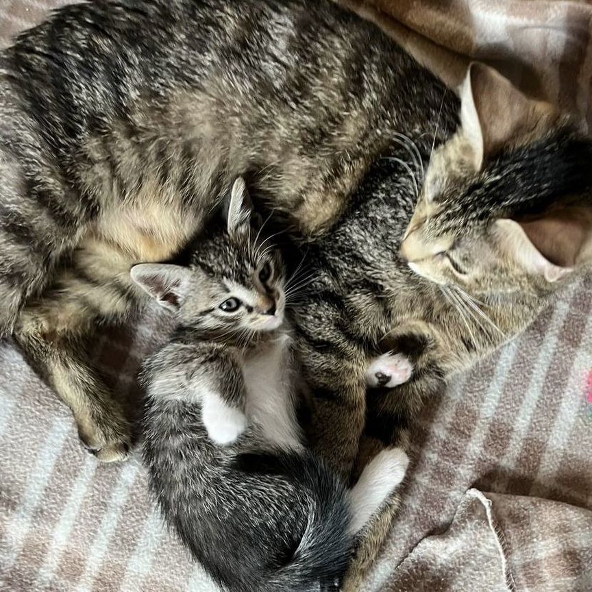 Отдам котят в добрые руки