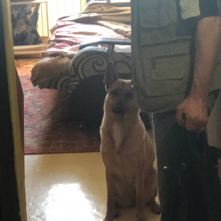 Отдам собаку в добрые руки