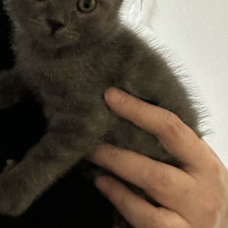 Котята в добрые руки бесплатно