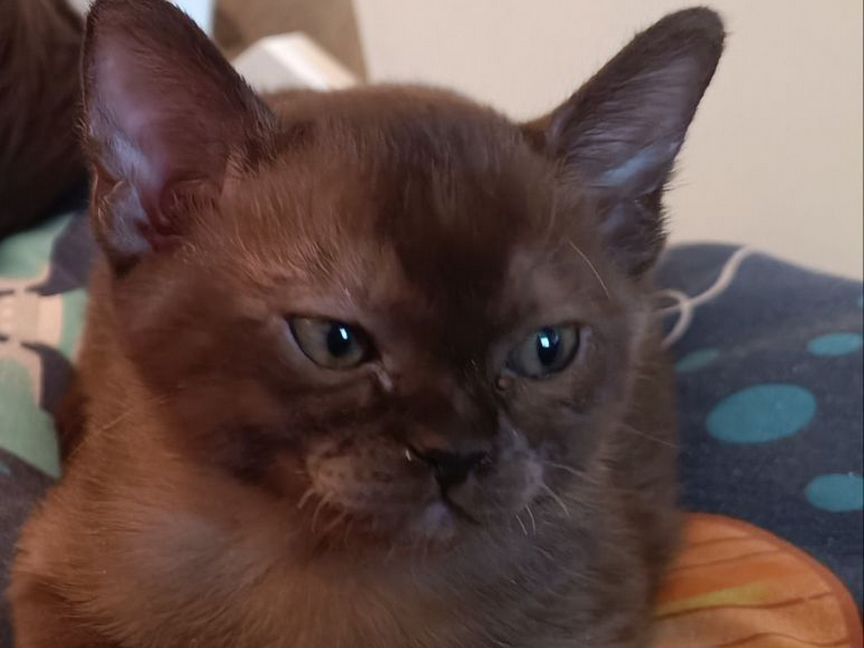 Бурма. Котята соболь