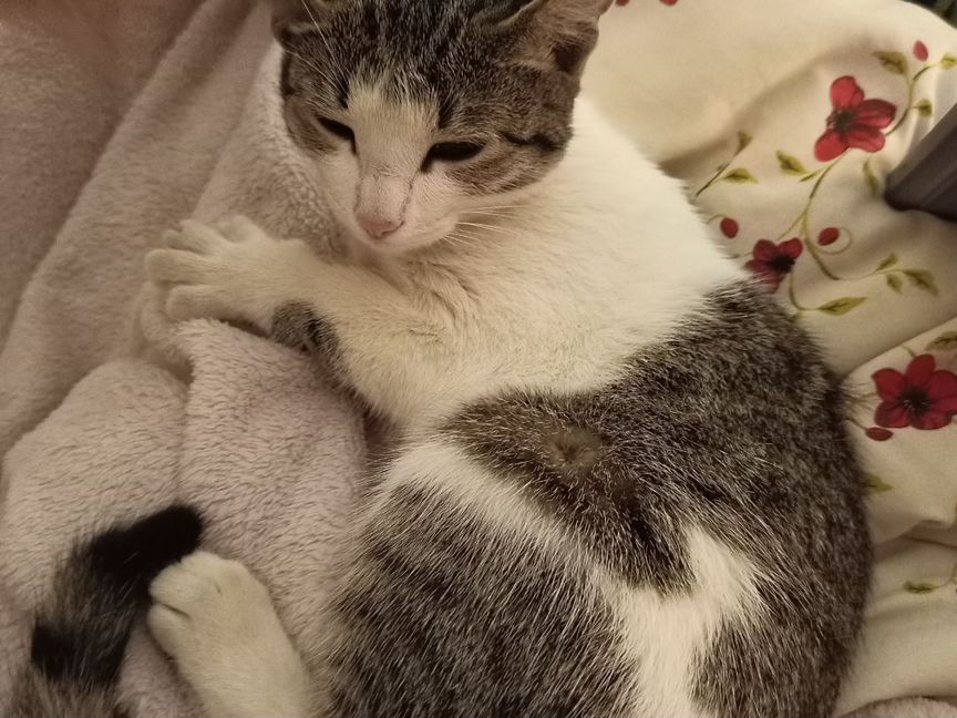 Кошка