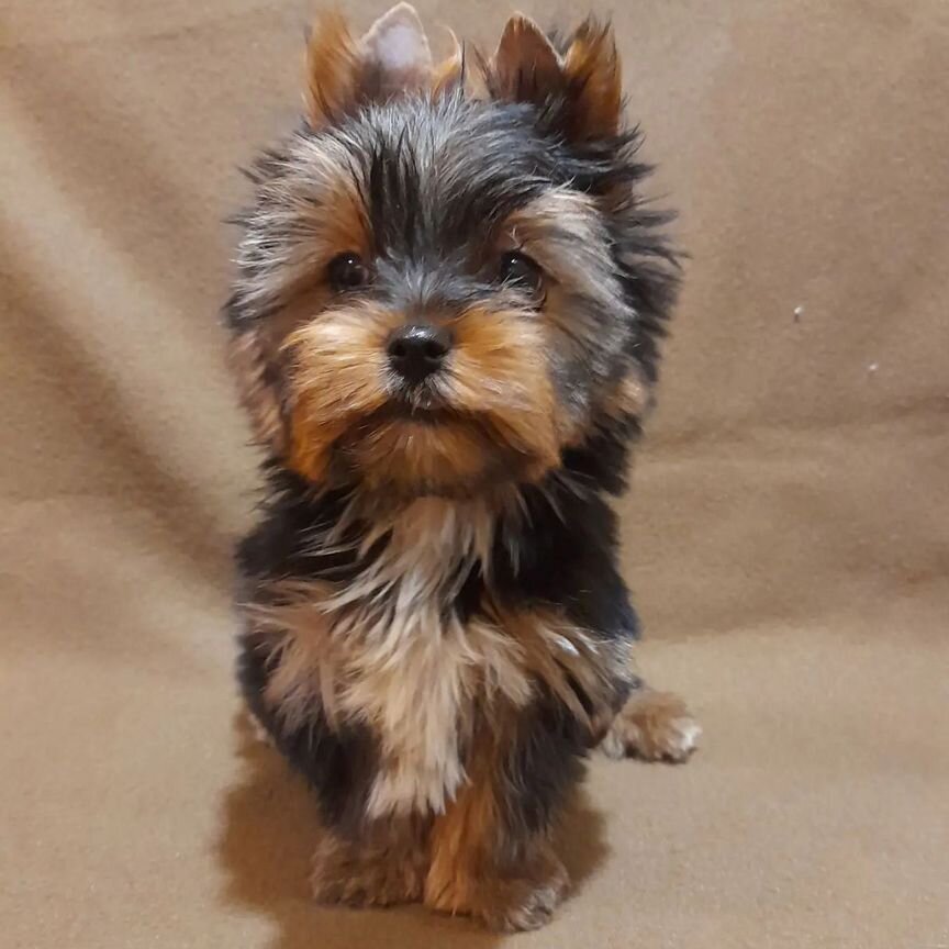 Йоркширский терьер, щенок