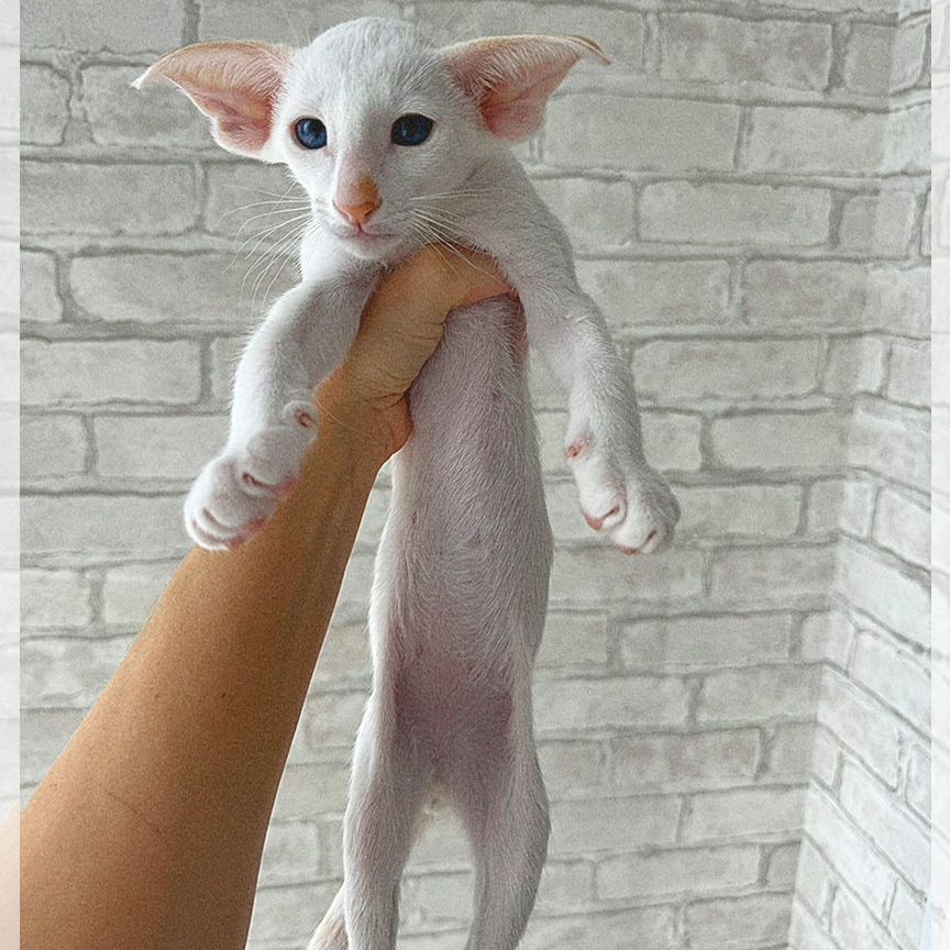 Ориентальный котёнок