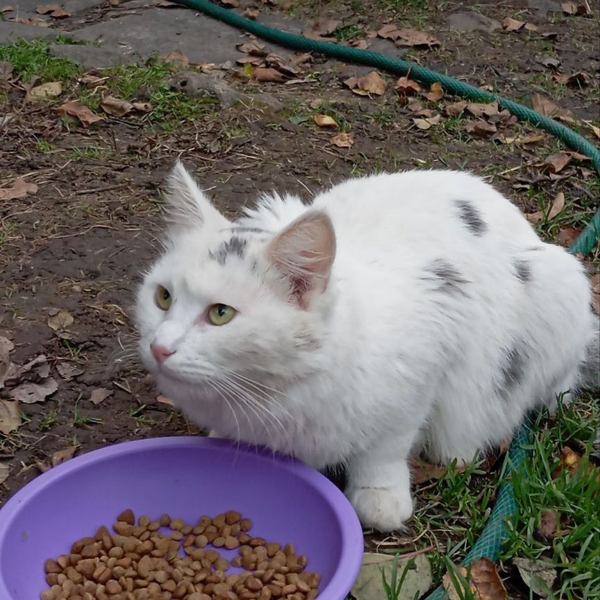 Красивые котаны, мальчик и девочка