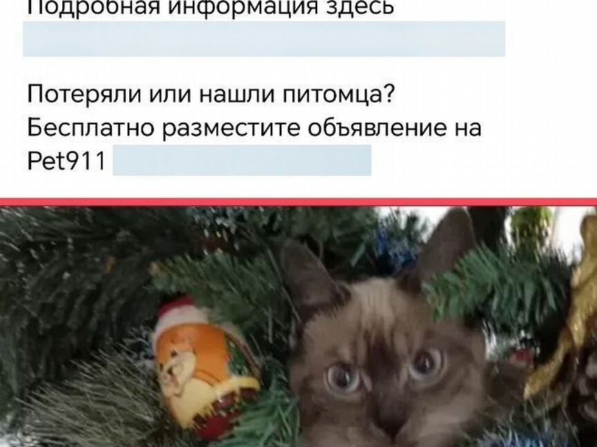 Тайский (сиамский) котик