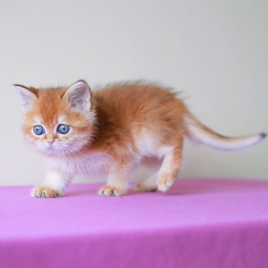 Британский короткошёрстный котёнок