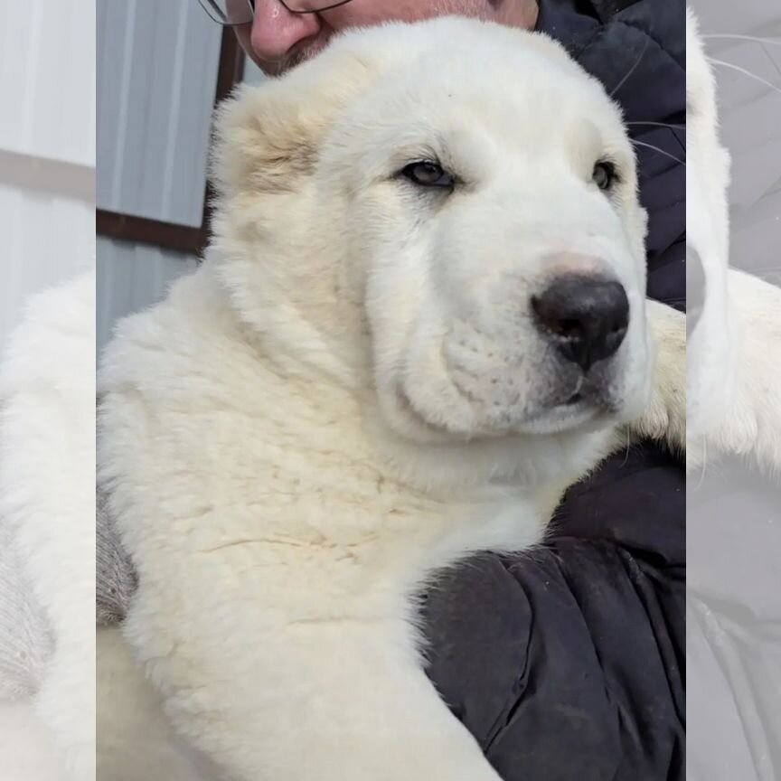 Среднеазиатская овчарка, щенок