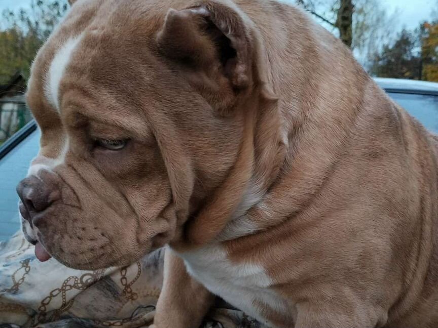 Американский булли