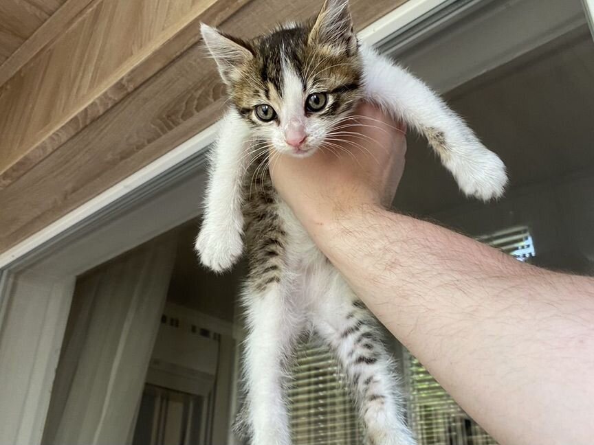 Котенок в добрые руки