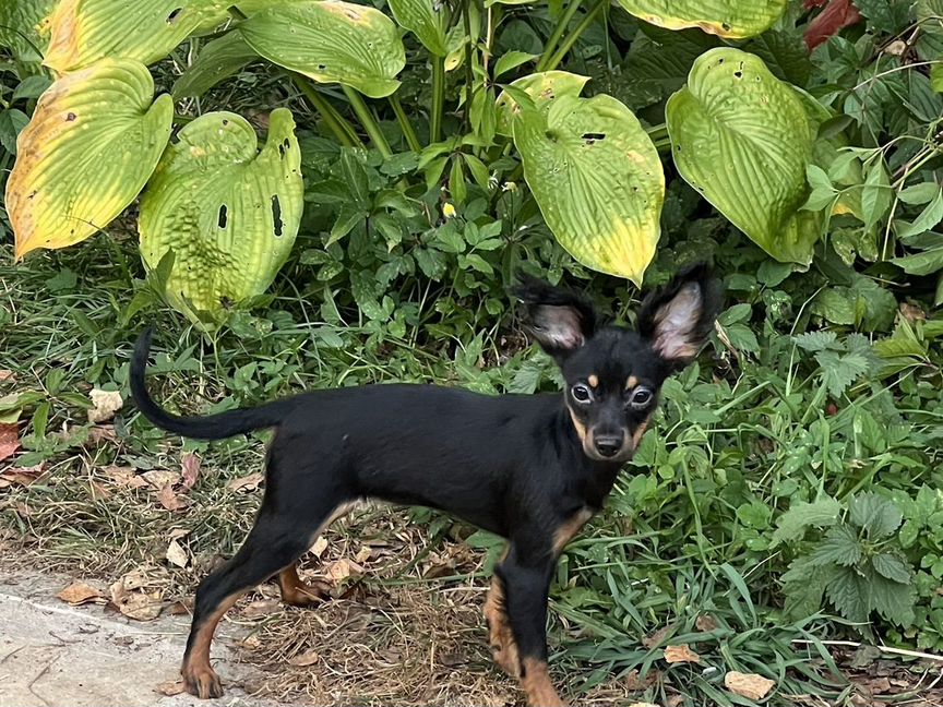 Той-терьер длинношерстная девочка