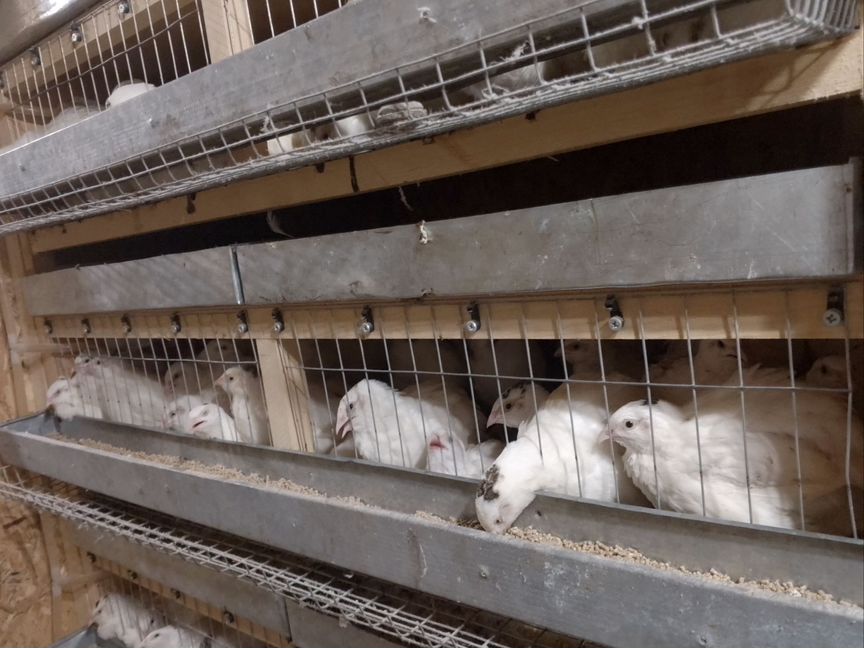 Клетки для перепелов со скатом для сбора яиц