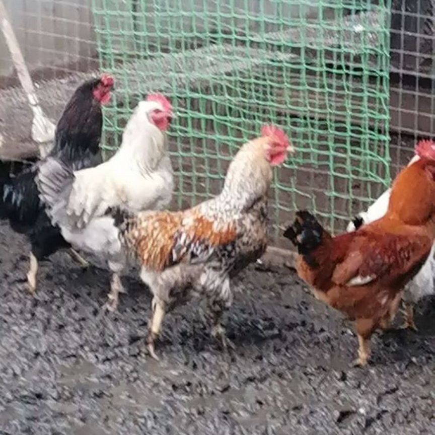 Молодые петухи