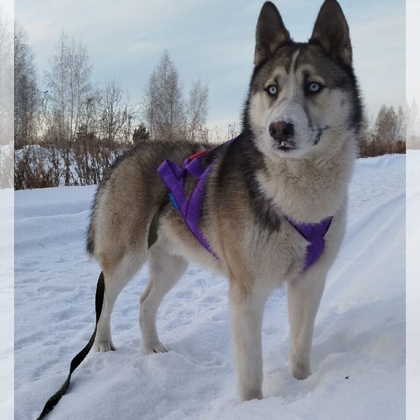 Сибирский хаски, взрослый пёс