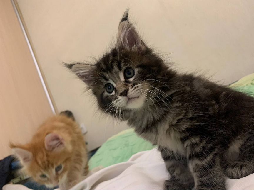 Котята мейн-кун