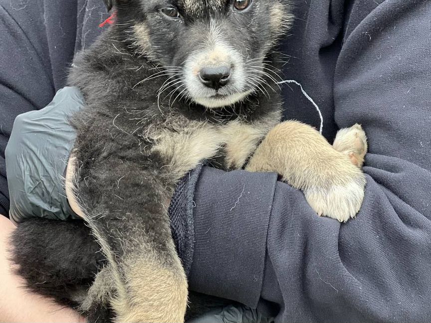 Милый щенок мальчик в добрые руки