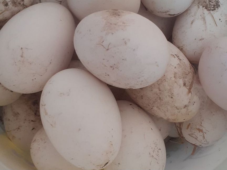 Яйцо гусиное