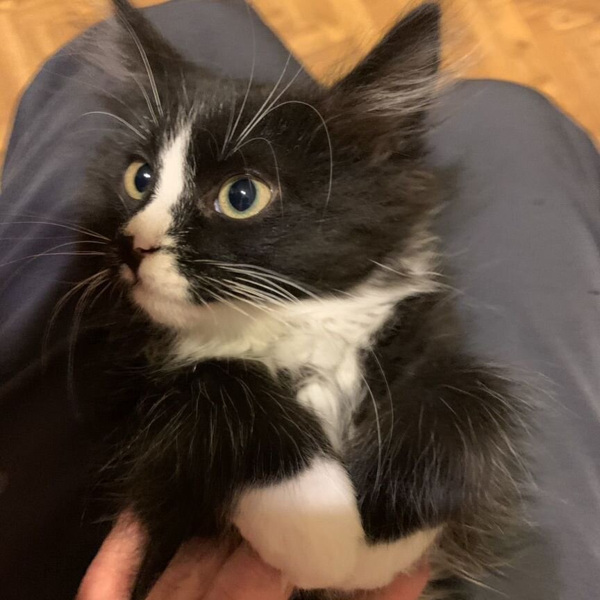 Кот мейн-кун в добрые руки