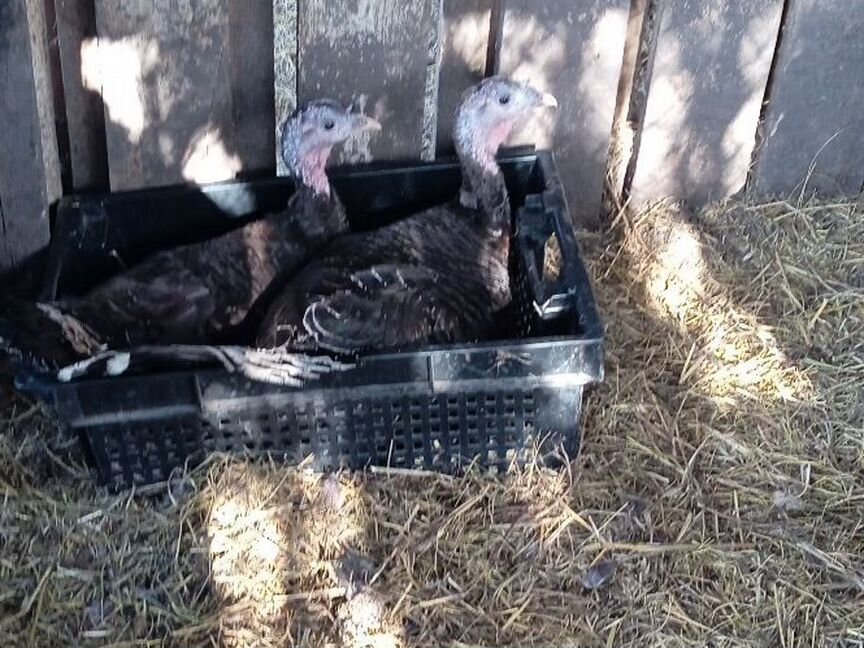 Индюшки домашние