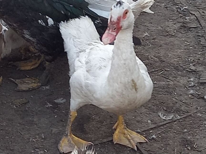 Утки шипуны