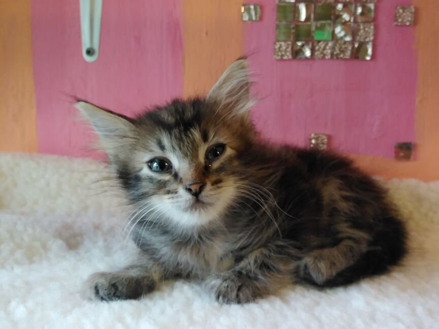 Котёнок Пушок, 2 мес