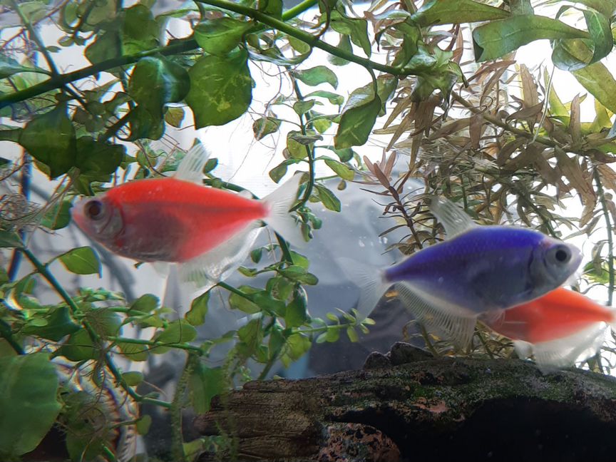 Рыбки тернеция