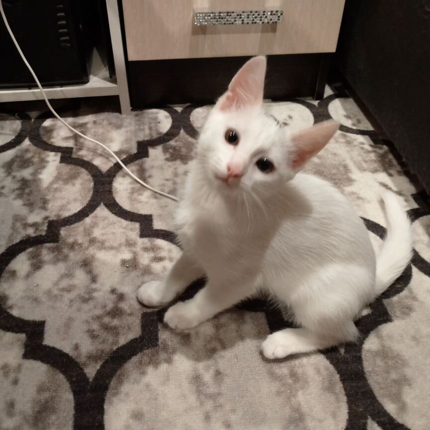 Котята