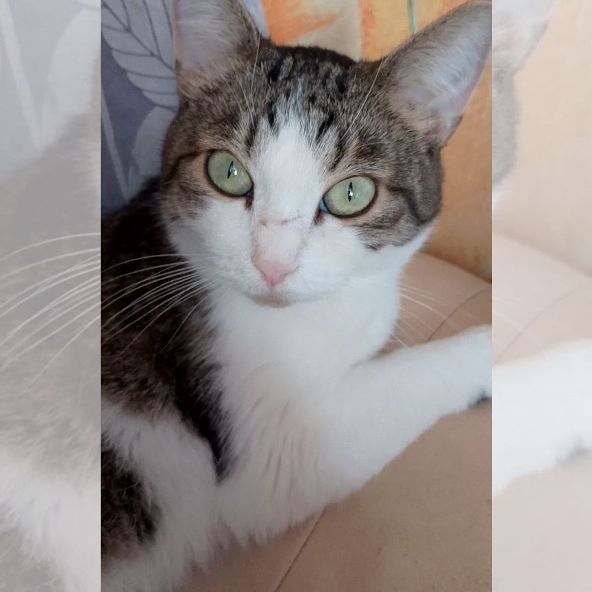 Кошка Варвара в поиске дома