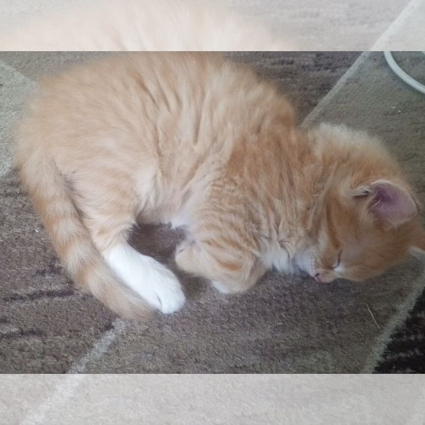 Котёнок в добрые руки