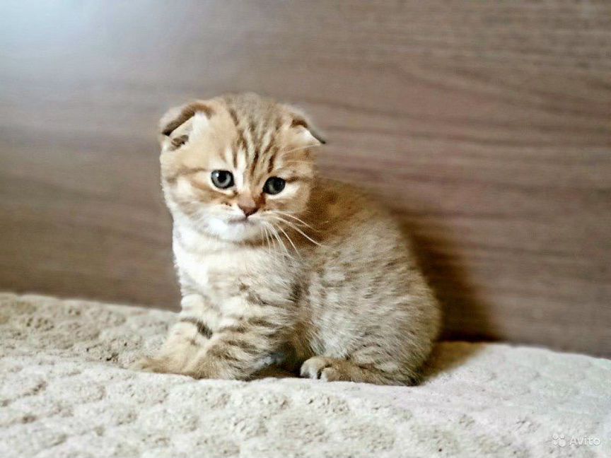 Шотландская