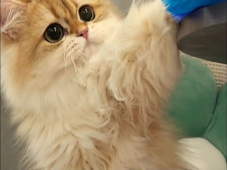 Шотландский длинношерстный котенок