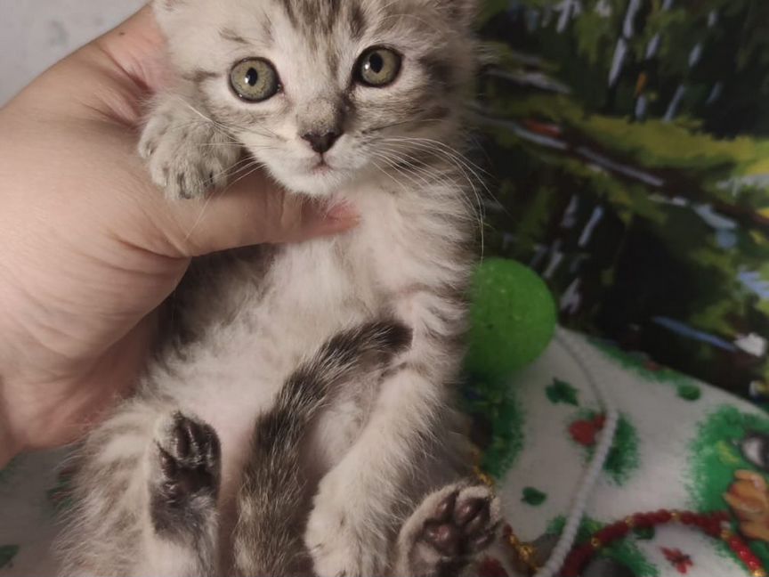 Котенок
