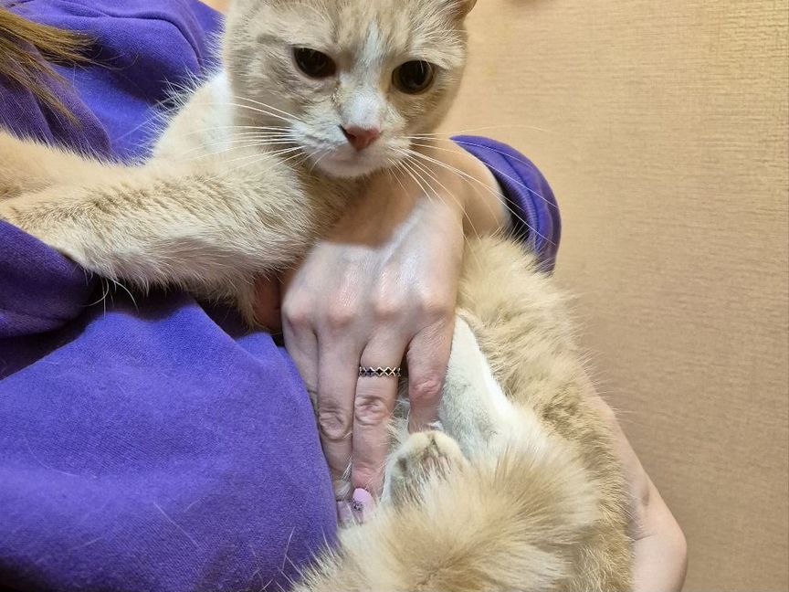 Кошка котёнок молодая меньше года
