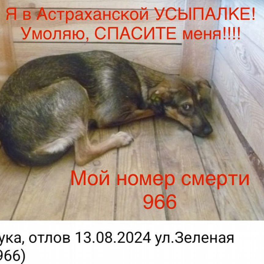 Собака в добрые руки