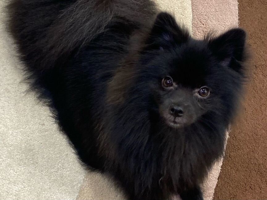 Шпиц вязка мальчик