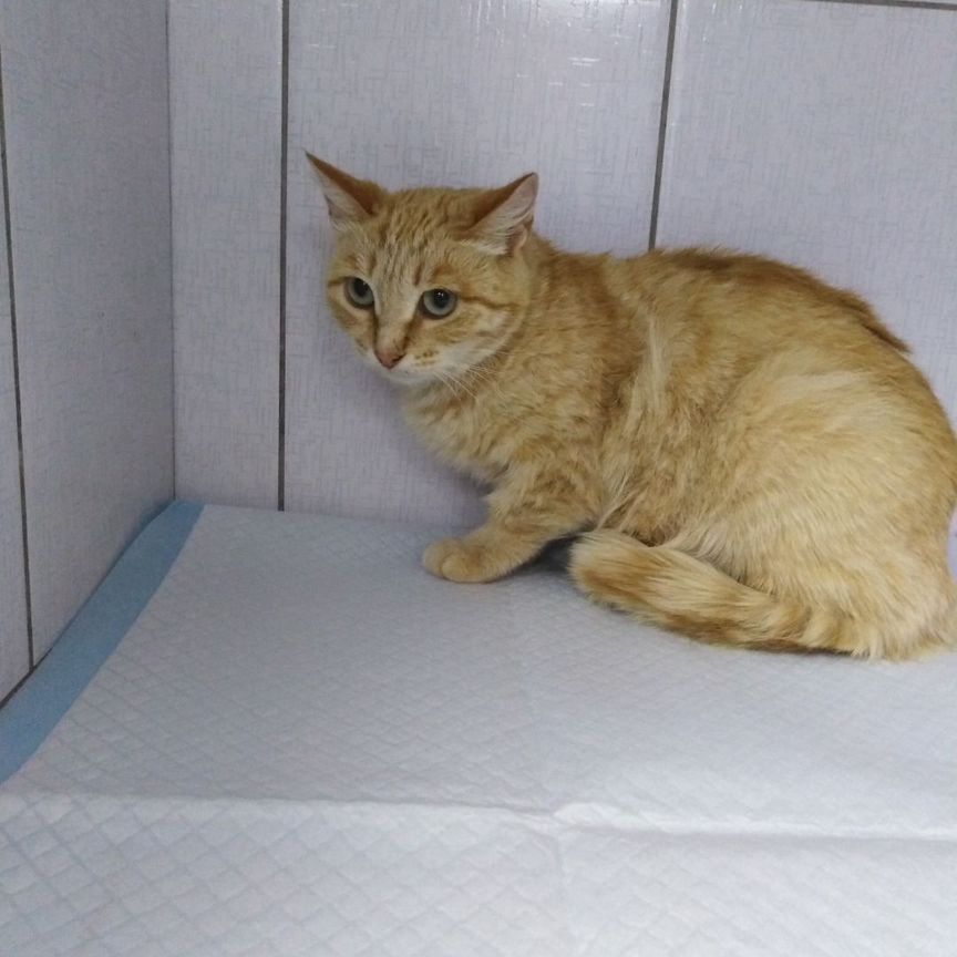 Кошка и котята