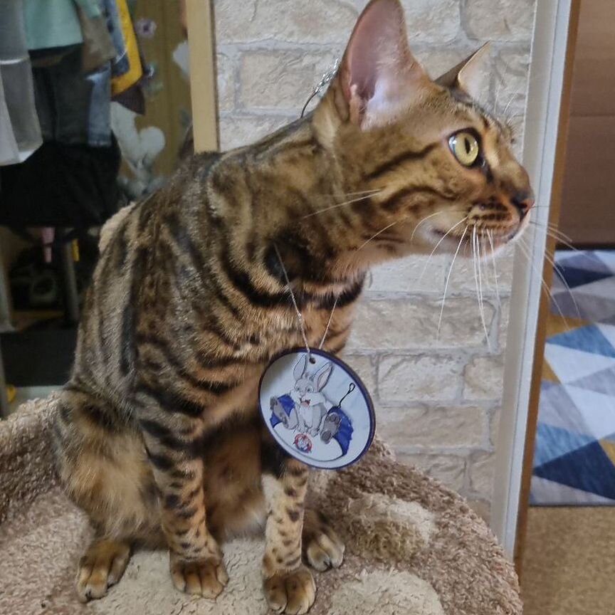 Отдам бесплатно кота порода Бенгал